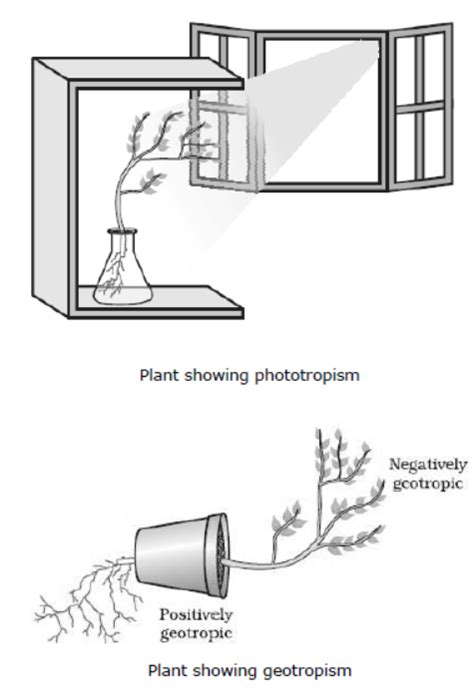 Cbse Class 10 Science Control And Coordination Notes Set A