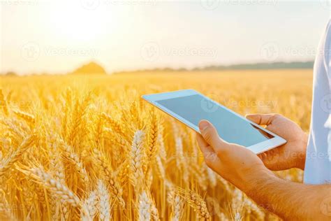 Farmer Utilizing Drone Technology With Ai To Monitor Crop Health In A Wheat Field During Golden