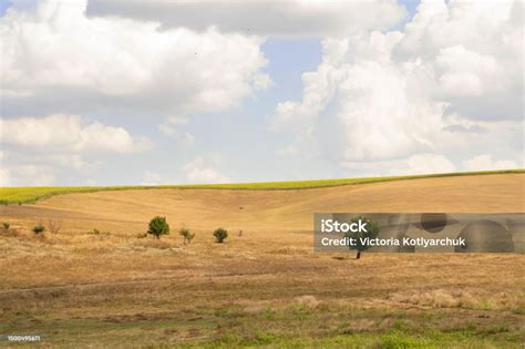 녹색 나무는 8 월에 Dnieper 도시의 우크라이나에있는 하늘에있는 노란 마른 풀과 구름의 배경에있는 광선에서 폴리에 서 있습니다 0명에 대한 스톡 사진 및 기타 이미지