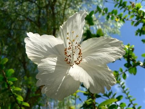 Free Picture Big White Tree Flower
