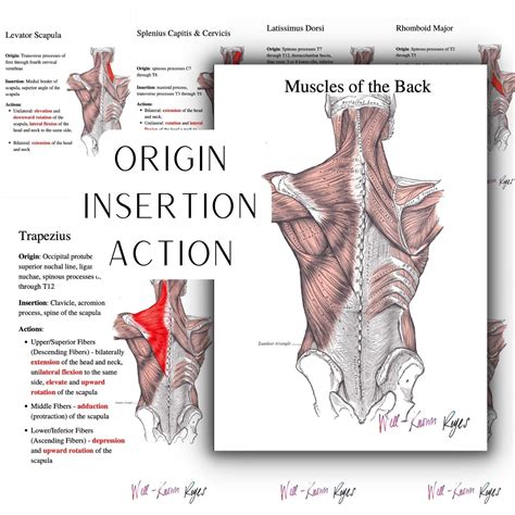 Rhomboid Minor Origin And Insertion