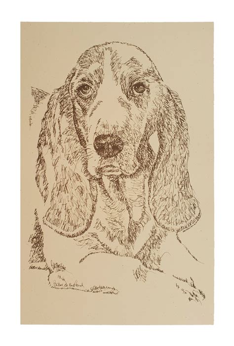 Basset Hound Dog Portrait By Stephen Kline Drawdogs By Stephen Kline