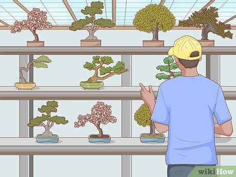 Ways To Grow And Care For A Bonsai Tree WikiHow