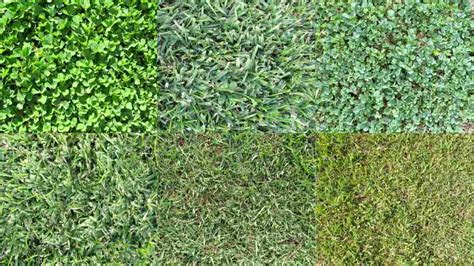 10 Best Types Of Grass For Your Lawn A Full Guide