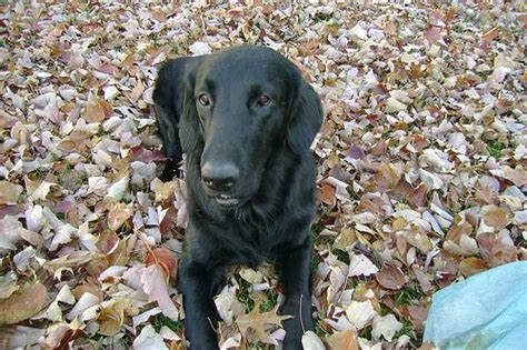 Segmentation Instance Segmentation Dataset By Project A6lmc