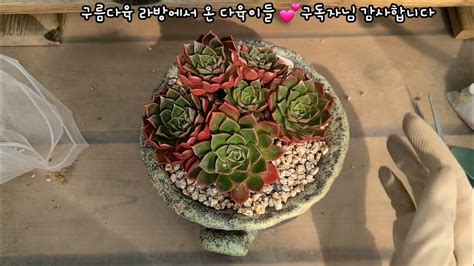 구름다육 최고 명품 와콤군생 And앙떼떼 군생 ~ 감사합니다 구름다육 실방에서 선물 받았어요💕 Youtube