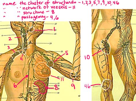 Lymphatic And Respiratory 7 Diagram Quizlet