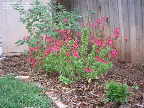 Plantfiles Pictures Salvia Autumn Sage Cherry Sage Gregg Salvia
