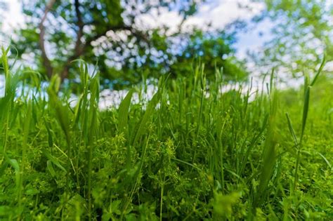 Premium Photo A Green Grass With A Tree In The Background