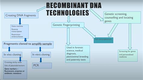 Diagram Of Recombinant Dna Technology Producing Dna Fragments Quizlet