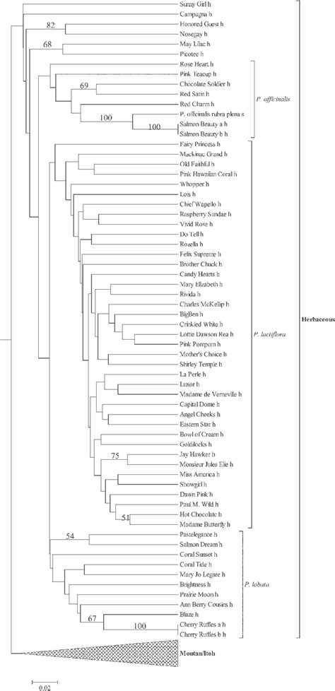 unweighted pair group method with arithmetic mean dendrogram of