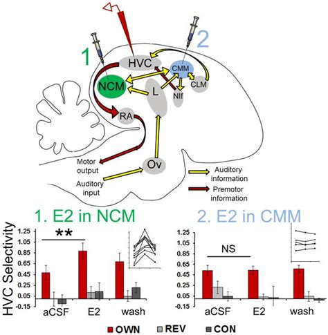 Brain Estrogen Signaling Effects Acute Modulation Of Acoustic Communication Behaviors A Working