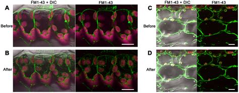 Vacuolar Dynamics After A Rapid Temperature Decrease Vacuolar Membrane Download Scientific