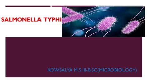 Salmonella Typi Morphology Culture Characteristics Laboratory