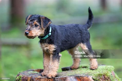 귀여운 웨일스 테리어 사냥개 강아지가 보케 잎을 배경으로 숲의 나무 그루터기에서 포즈를 취하고 있습니다 0명에 대한 스톡 사진 및 기타 이미지 Istock