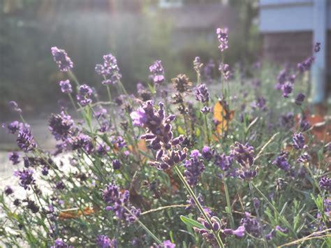 Samsung Galaxy Z Fold Camera Test Photos Videos Phandroid