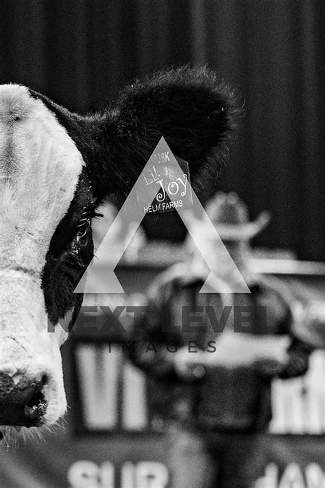 Simmental Next Level Images