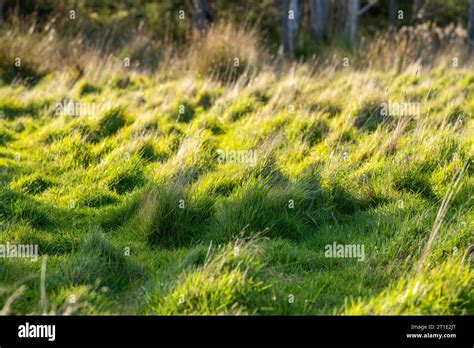 Pasture And Grasses On A Regenerative Farm Native Plants Storing