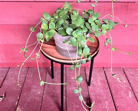 What Do Trailing Jade Flowers Mean