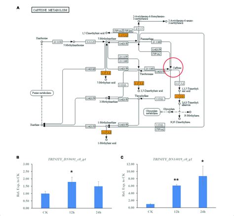 Caffeine Metabolism Pathway Genes Involved In C Camelliae Cca