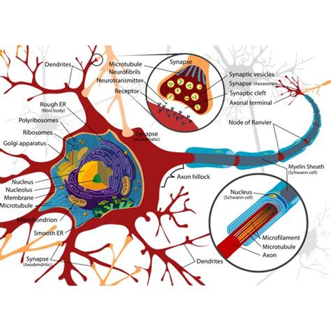 Learn Something About The Brain Cellular Structure
