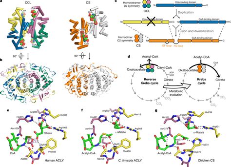 Citrate Synthase Evolved From An Ancestral Ccl Module A Cartoon Download Scientific Diagram