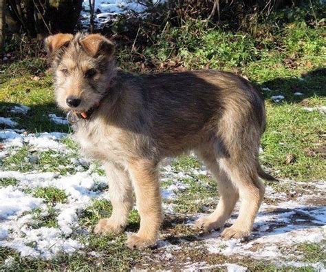 Як виглядають і скільки коштують собаки найдорожчих у світі порід (Фото)