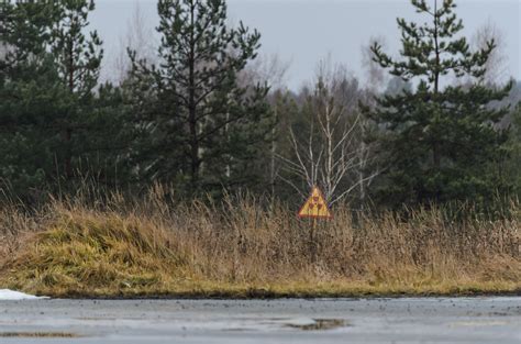 Dogs Living In Chernobyl Have Adapted With Dna Mutations Study Suggests