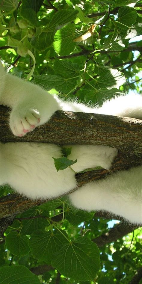 Обои на рабочий стол Животные Ветка Листва Кошка Милые Кошки Смешные 372936 для ПК