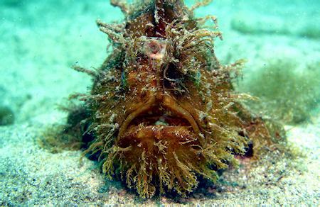 The Presurfer Spooky Deep Sea Creatures