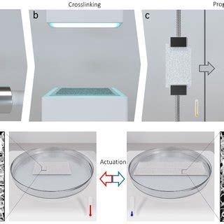 Schematic Illustrating The Different Stages Of The Fabrication And Download Scientific Diagram