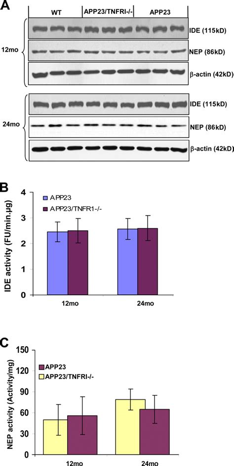 Deletion Of Tnfr1 Has No Effect On Ide Or Nep A Western Blots