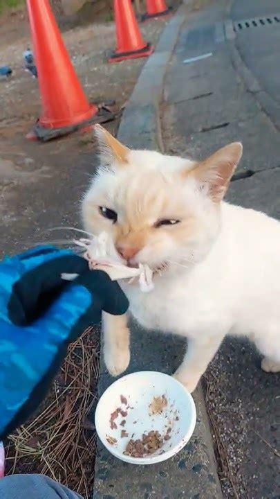 カニかまは別腹の笹かま白ちゃん 引き寄せパクパク⤴️可愛いでしょ ️ Youtube