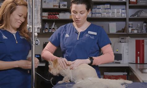 How To Give A Subcutaneous Injection To Your Cat Cat Care Clinic