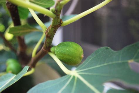 Propagating Fig Trees A Step By Step Guide