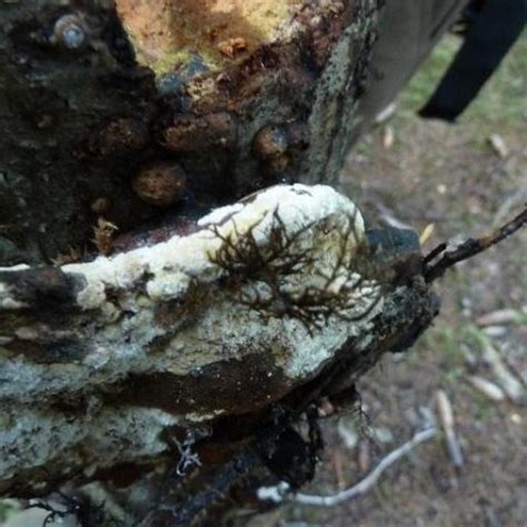 Ochre Cushion Trichoderma Pulvinatum Mushroom Identification Habitat