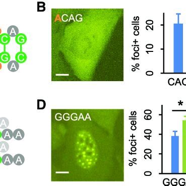 Base Pairing Properties In Repeat RNA Aggregation A Potential Download Scientific Diagram