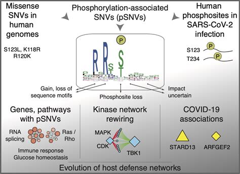 Publication On Human Genetic Variation Of Signaling Networks Of Sars Cov 2 Infection Reimand Lab