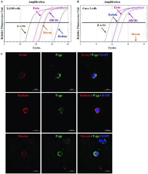 Gene Expression Pattern And Subcellular Localization Of Ezrin Radixin