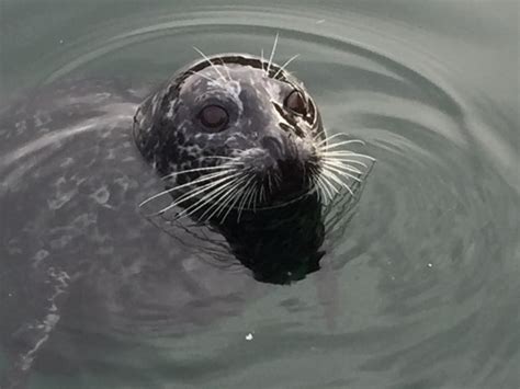 Dolphin Vaginas No Longer A Total Mystery Thanks To Dal Scientist Cbc News