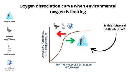 Oxygen Dissociation Curve Question • The Blood Project