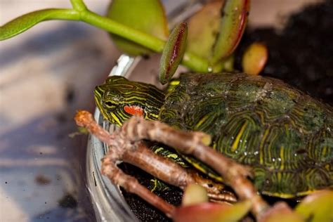 What Do Red Eared Sliders Eat Food Diet And Schedule More Reptiles