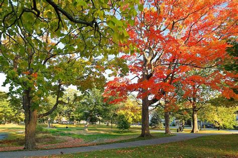 Slippery Elm Vs American Elm How To Tell The Difference