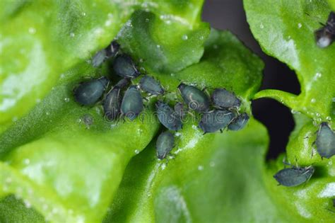 Bean Aphid Or Black Bean Aphids Aphis Fabae A Colony Of Wingless Individuals On A Spinach Leaf
