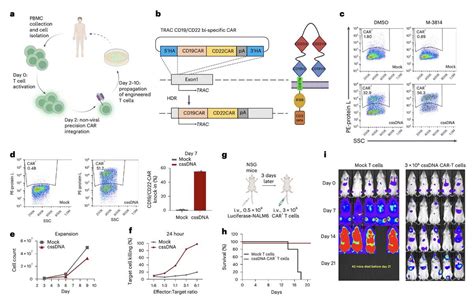 News Circular Single Stranded Dna Enables Efficient Non Viral Immune Cell Engineering