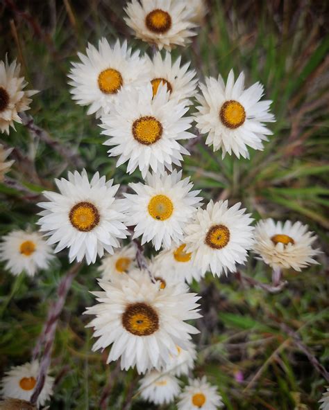 Plants I Love The Helichrysum Marginatum The Go To Guy