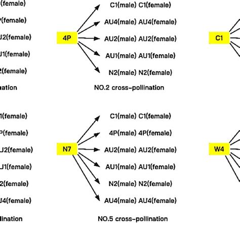 Artificial Cross Pollination Male Female Download Scientific Diagram