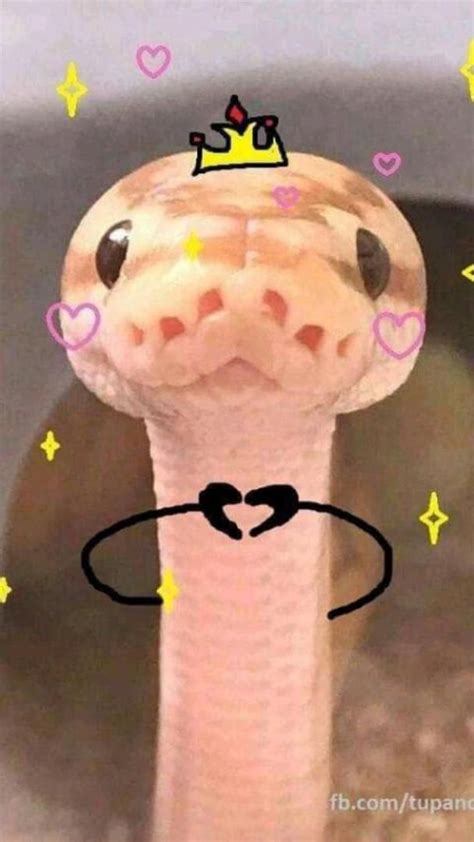 Пин от пользователя Gachaaxalotl на доске Ваши пины Питомец Смешные фотографии животных