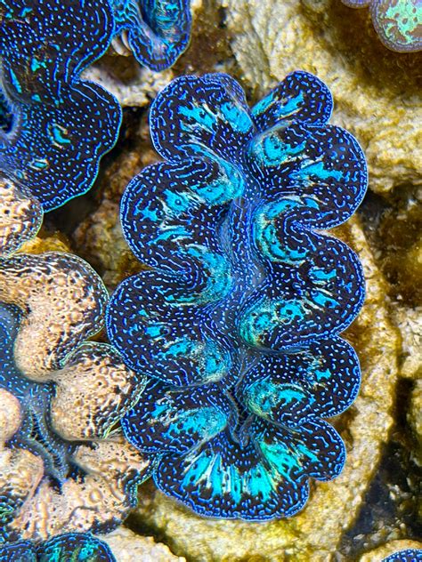 Ultra Rainbow Crocea Clam Captive Bred B Clam Mania