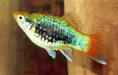 Xiphophorus Maculatus